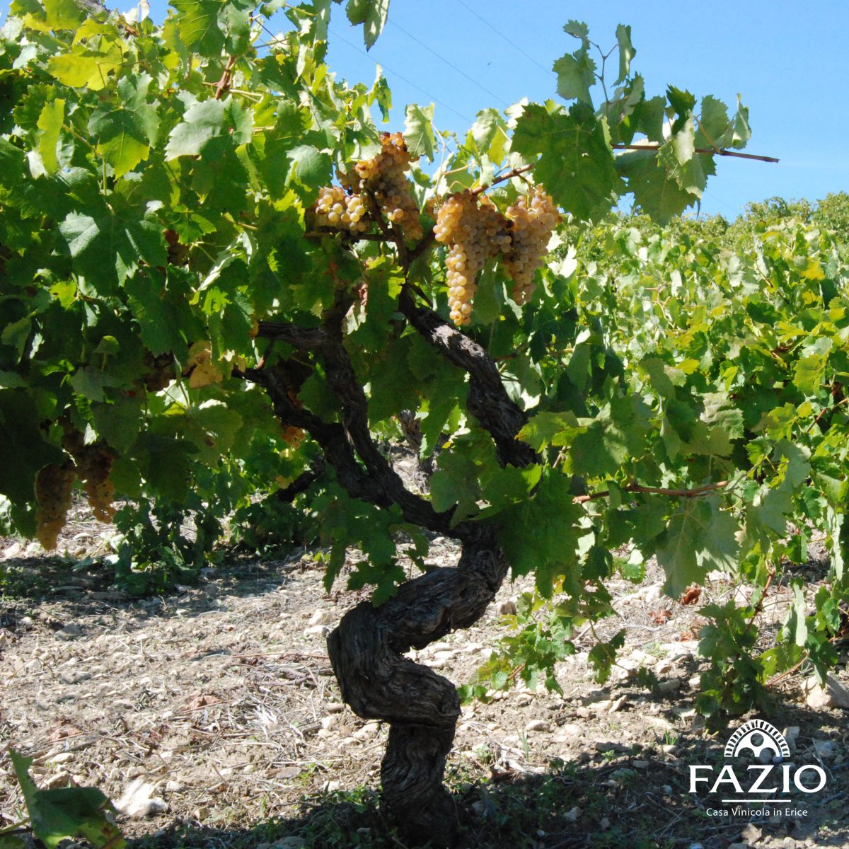 Catarratto, a classic grape variety of Sicily - Wine in Sicily