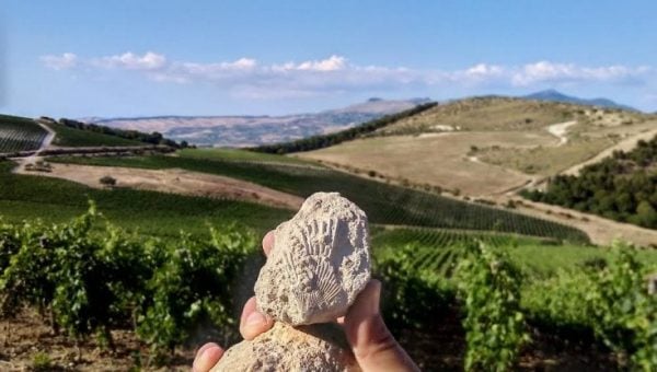 Serra Ferdinandea, il progetto di Planeta e Oddo Vins & Domains - Wine ...